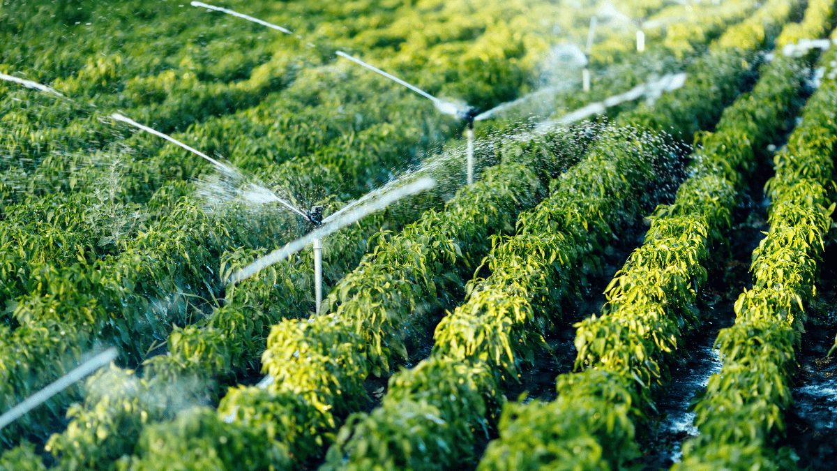 Micro Irrigation System In India – The Agrotech Daily