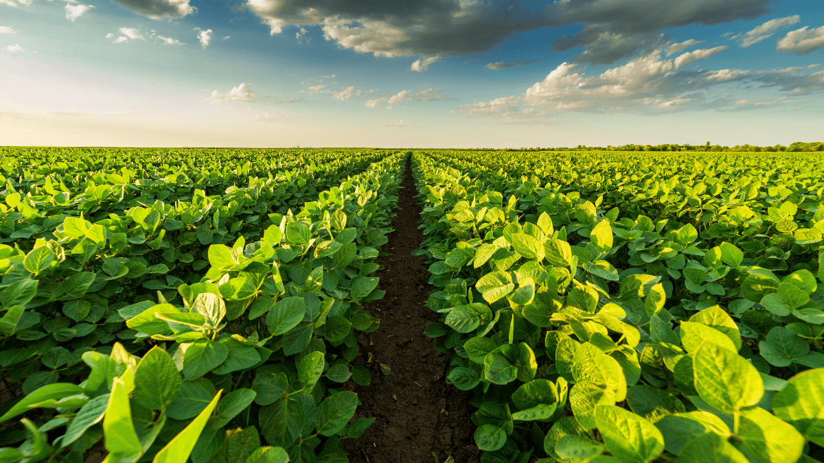 Soybean Production In India – The Agrotech Daily