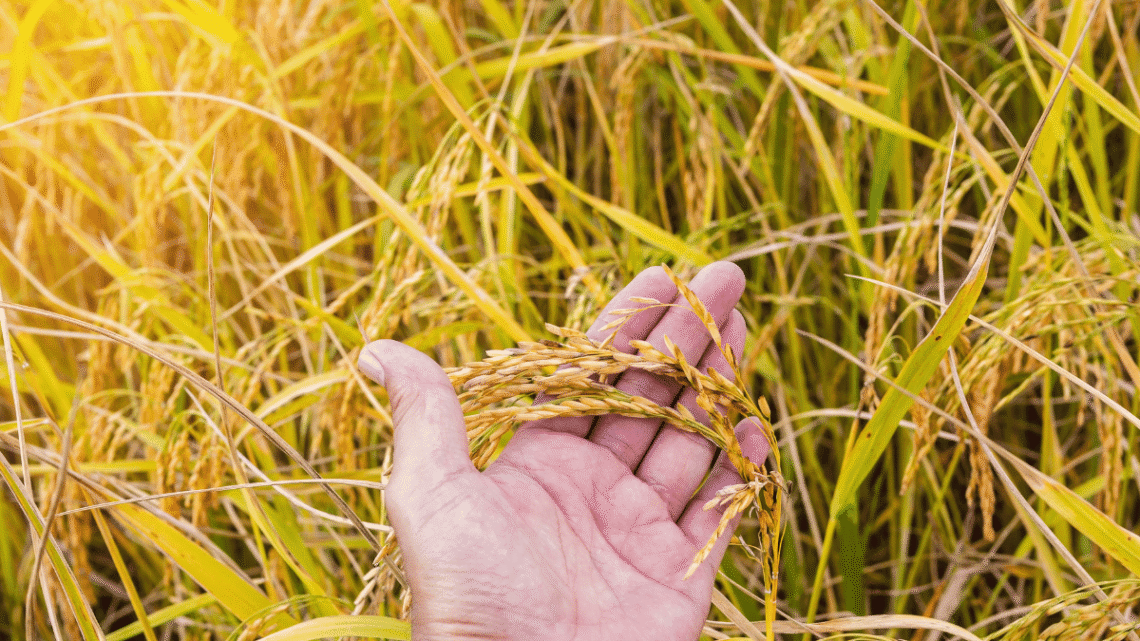 Philippines Assents To The Production Of Genetically Modified “Golden ...