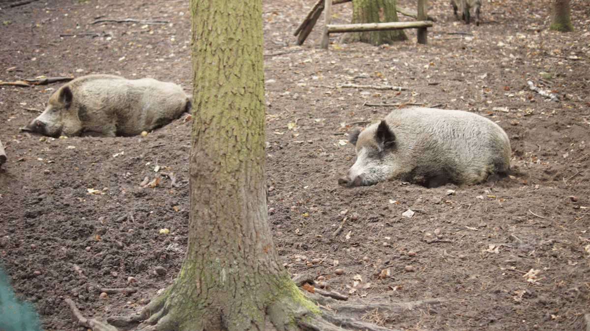 African Swine Fever Shaking The Agro World – The Agrotech Daily