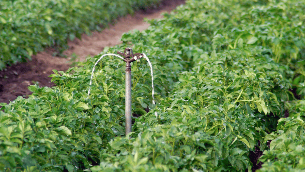 Irrigation Methods That Will Help The Indian Farmers – The Agrotech Daily