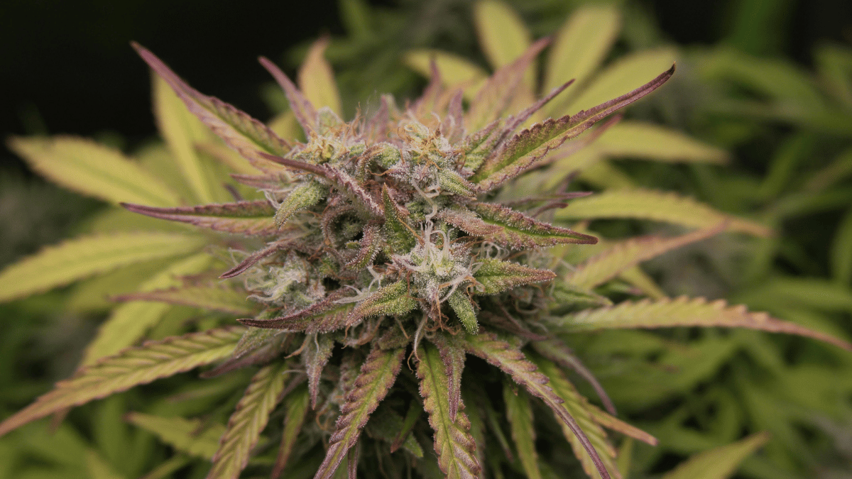 2 factors When Weed become worst for your crops? – The Agrotech Daily