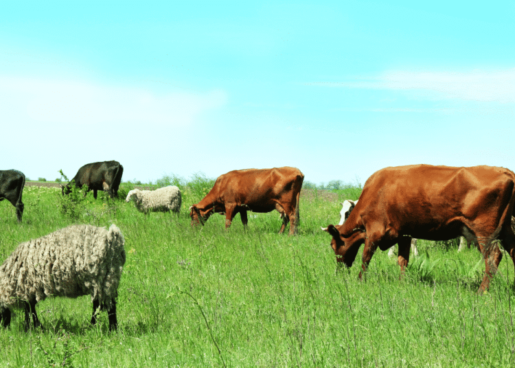 The role of livestock in sustainable agriculture, and how to manage a ...