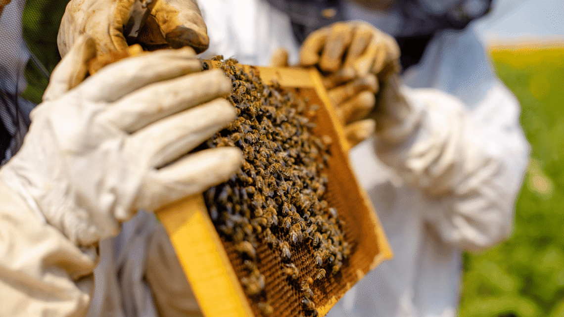 5 Amazing Facts about Bees and Beekeeping : A beginners guide – The ...