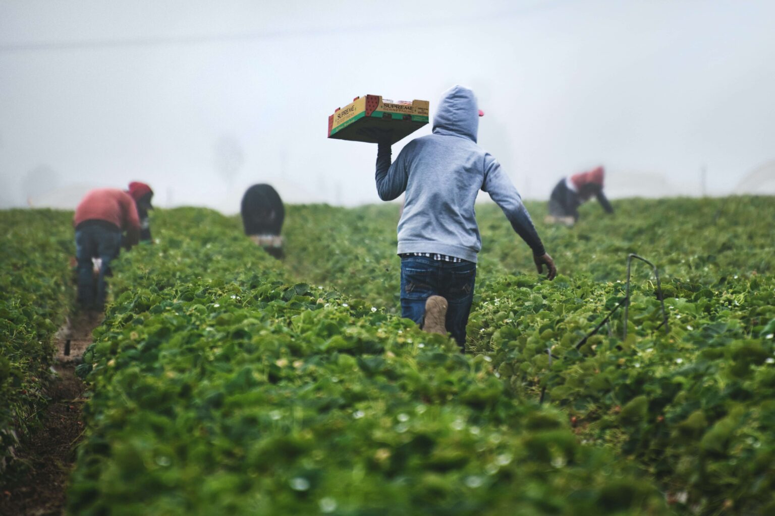 The Top 5 Largest Agricultural Producers In The World The Agrotech Daily the-top-5-largest-agricultural-producers-in-the-world-the-agrotech-daily