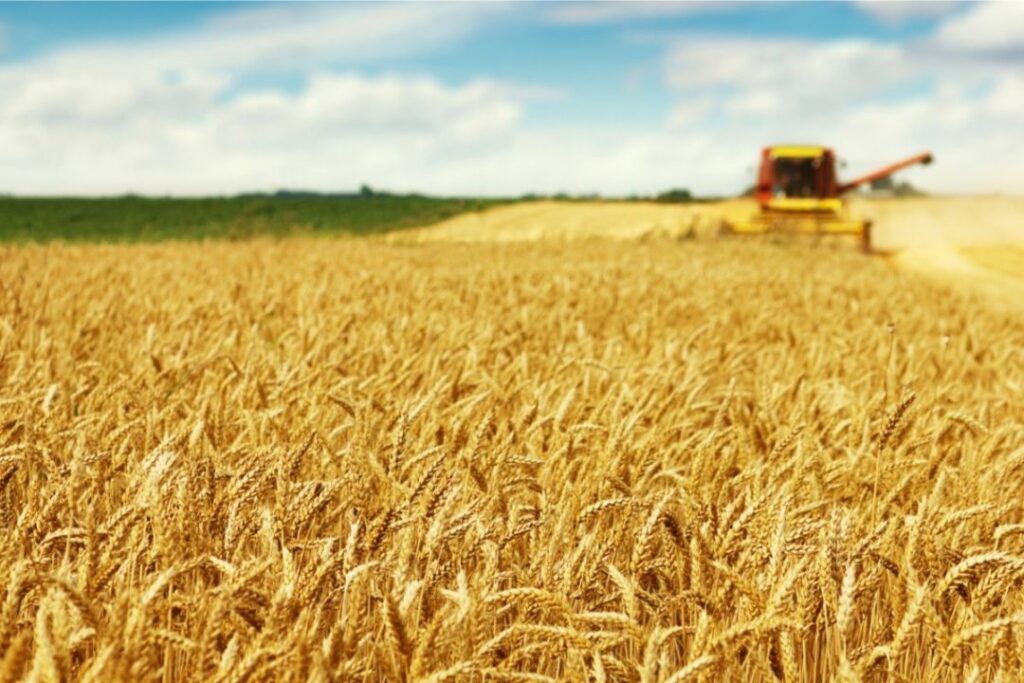 Wheat Breeds: Unveiling the Diversity and Excellence of India’s ...