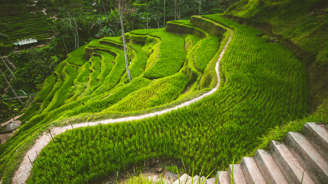 Terrace Farming and how effective is it – The Agrotech Daily