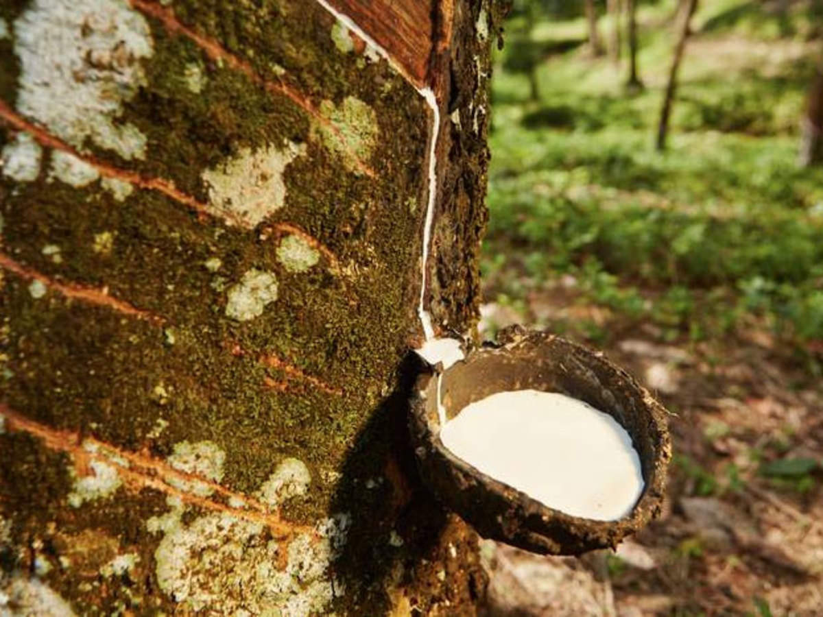 5 points for an amazing Rubber Plantation – The Agrotech Daily