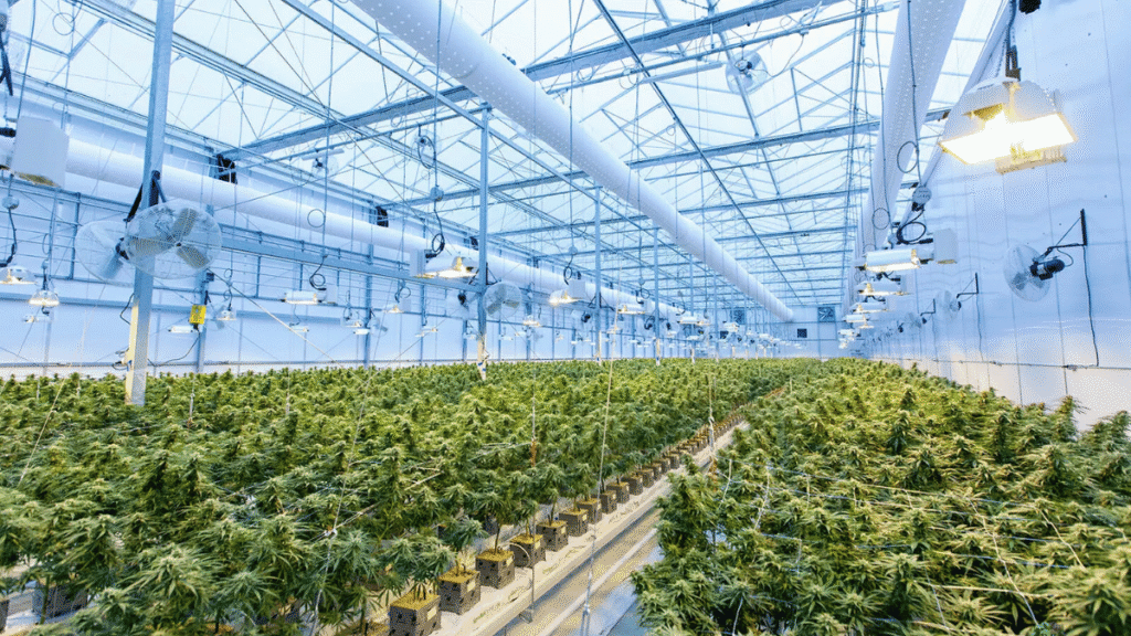 How to Build a Grow Room: 5 Steps - The Agrotech Daily