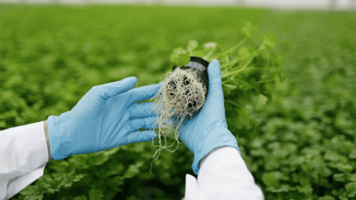 New Plant Breeding Technologies for Improving Crop Productivity and ...