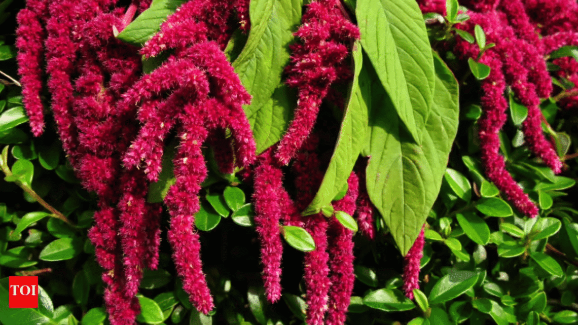Ancient Amaranth: The Resilient Health Trend Endorsed by History – The ...