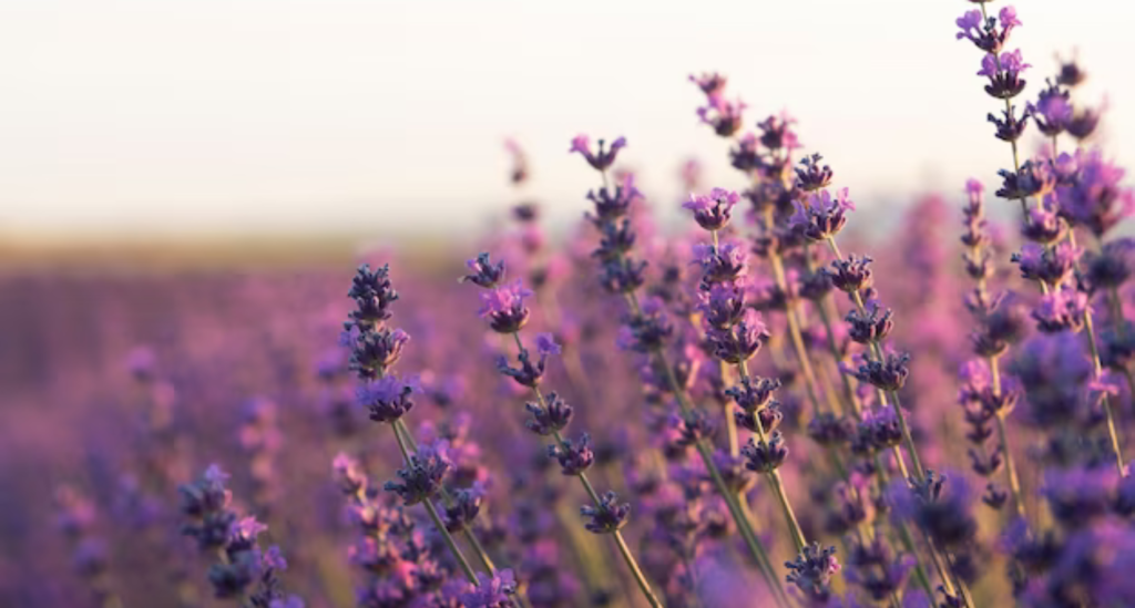 Garden Elegance: 7 Remarkable Flowers for Your Garden – The Agrotech Daily