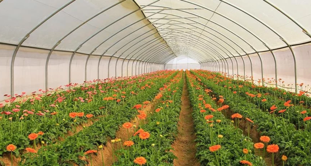 Greenhouse Farming in the USA: Cultivating a Sustainable Agricultural ...