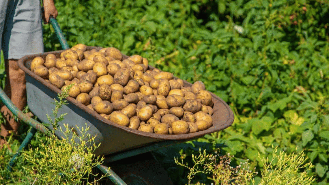 Exploring Exceptional Potato Breeds for India – The Agrotech Daily