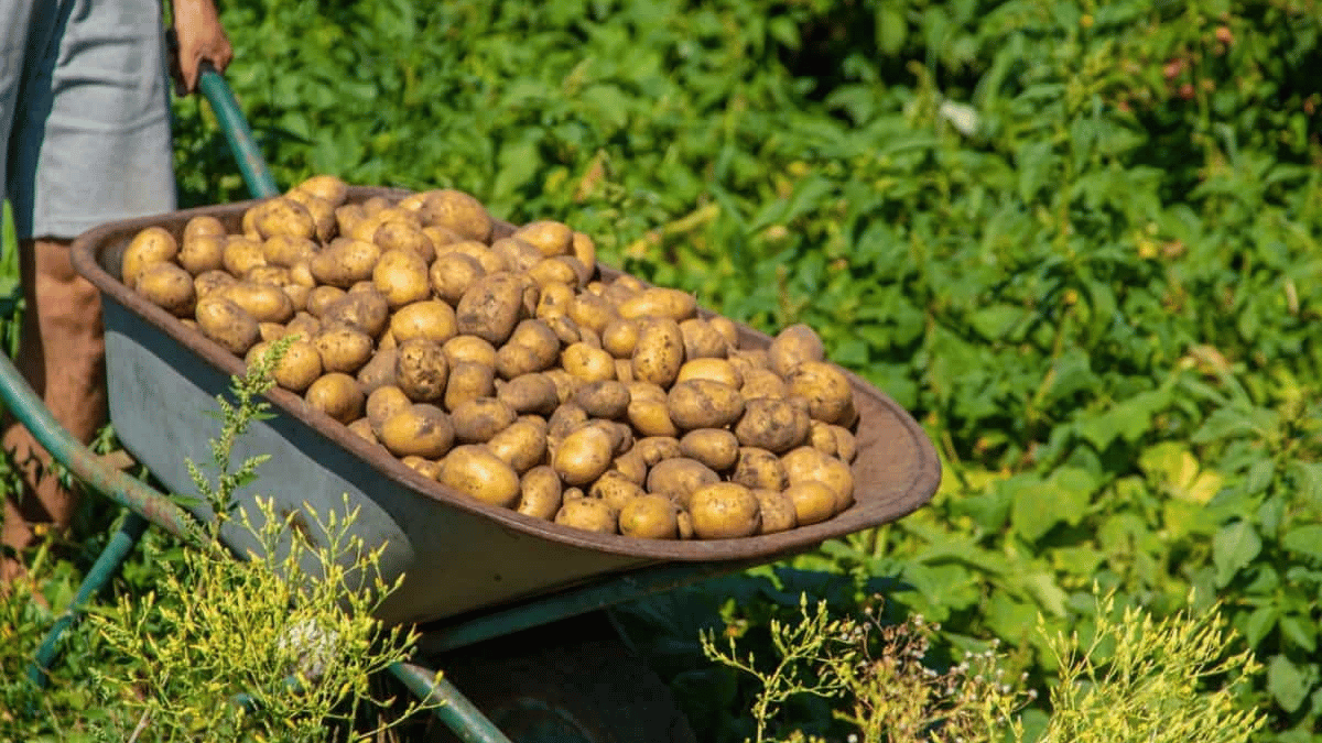 Exploring Exceptional Potato Breeds for India – The Agrotech Daily