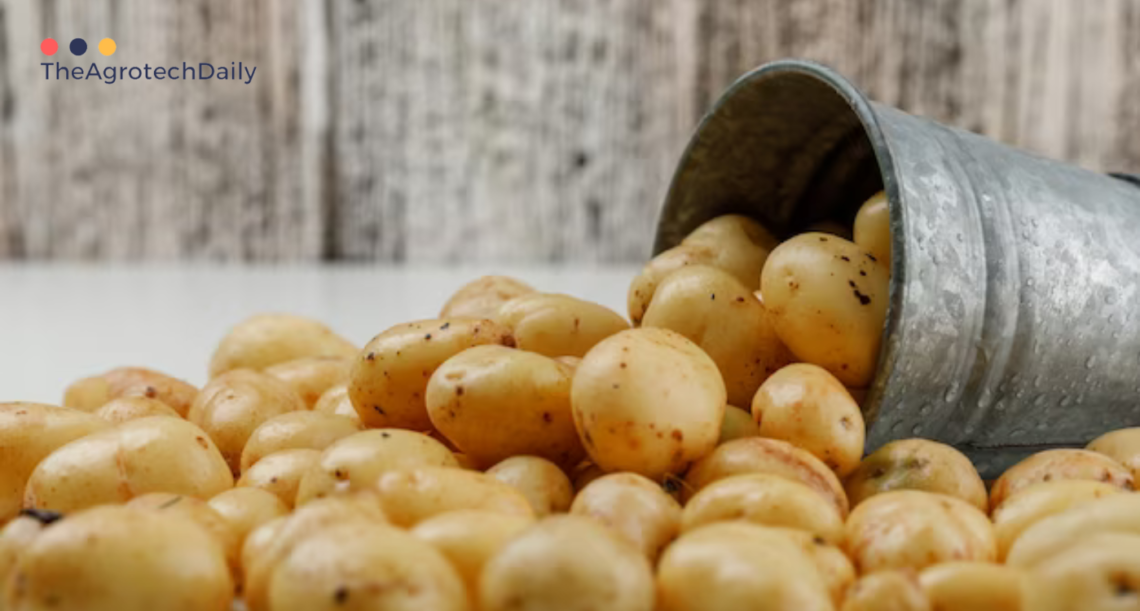 Exploring Exceptional Potato Breeds for India - The Agrotech Daily